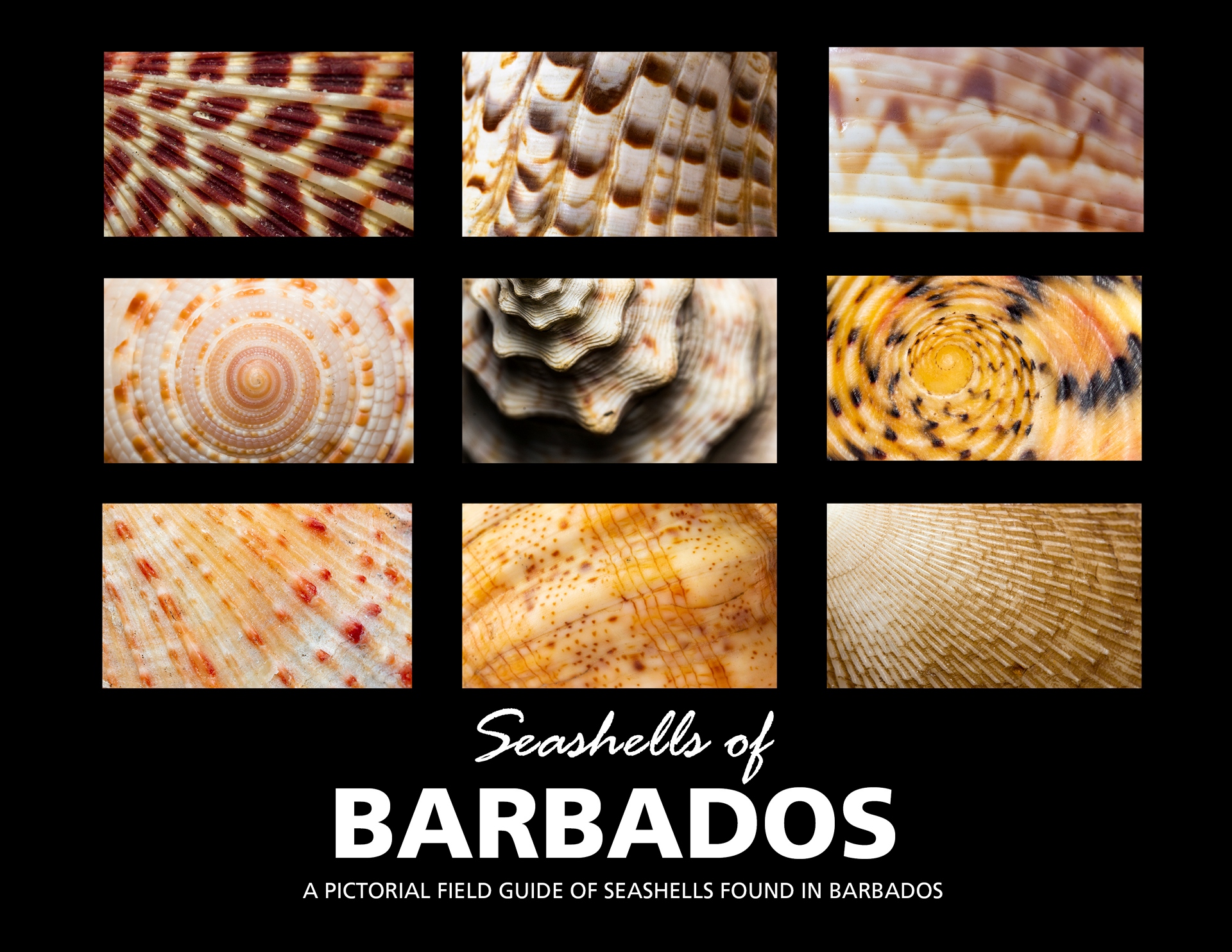 Seashells of Barbados by Clement Faria